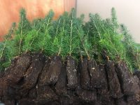 Forestry Job Profile: Tree Planter - Work Wild