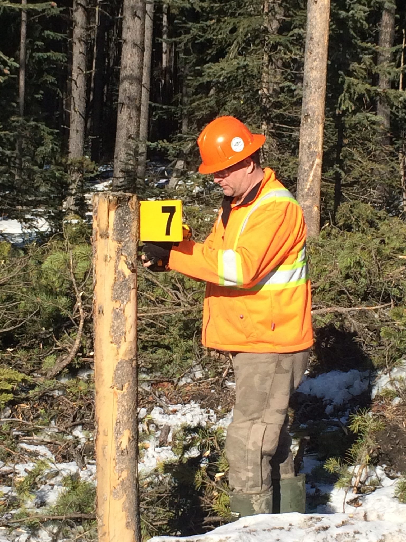 Forestry Job Profile: Operations Supervisor - Work Wild