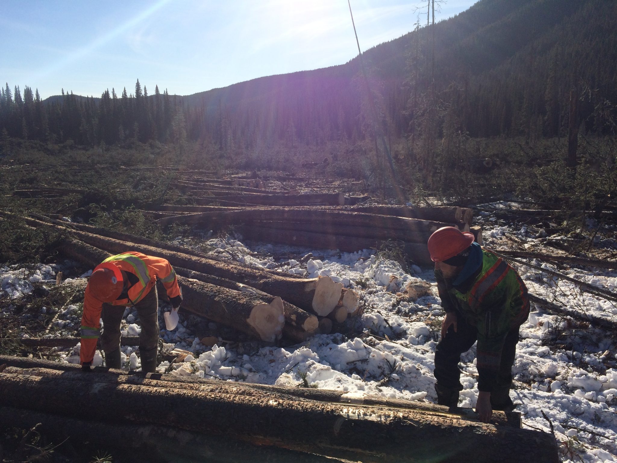 Forestry Job Profile: Operations Supervisor - Work Wild