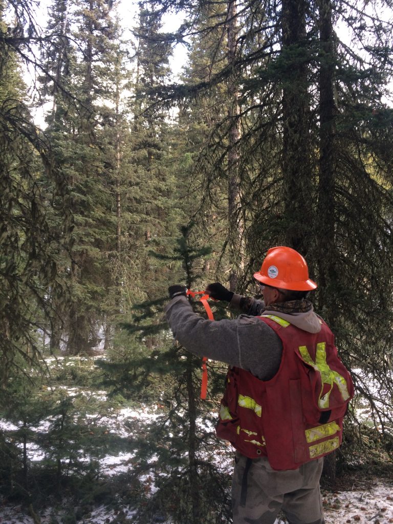 Forestry Job Profile: Operations Supervisor - Work Wild
