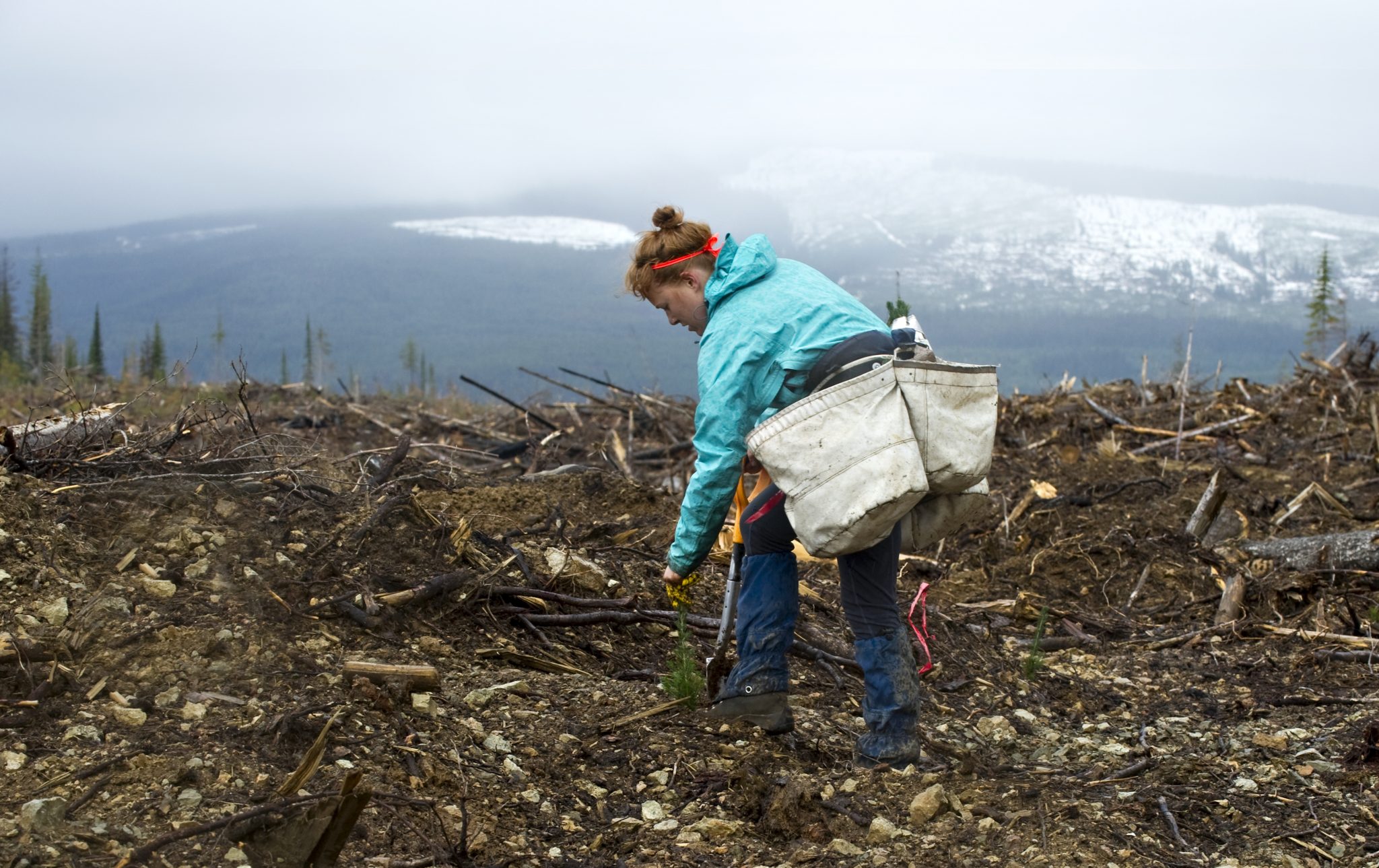 Forestry: Sustainable Innovation - Work Wild